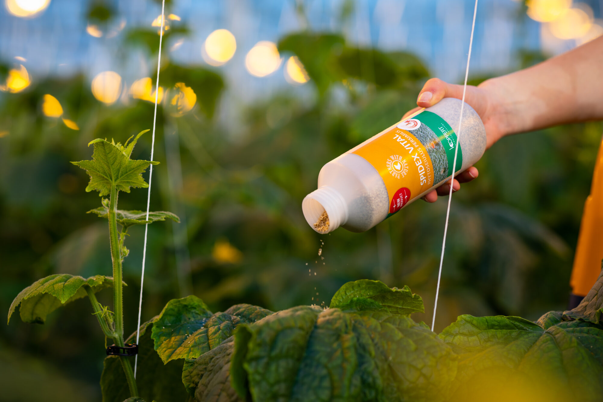 Spidex Vital is de betere biologische aanpak van spint – Bestebreurtje